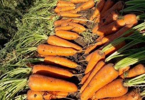 Семена Моркови "Абака" от 1 кг в пачках