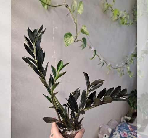 Zamioculcas zamiifolia zamicro black leaves