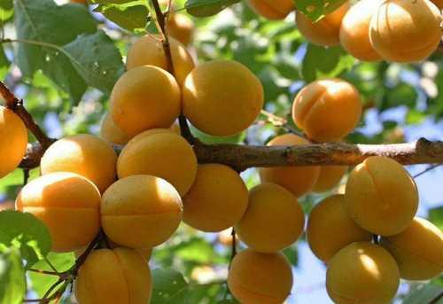 Саженцы уральского абрикоса оптом