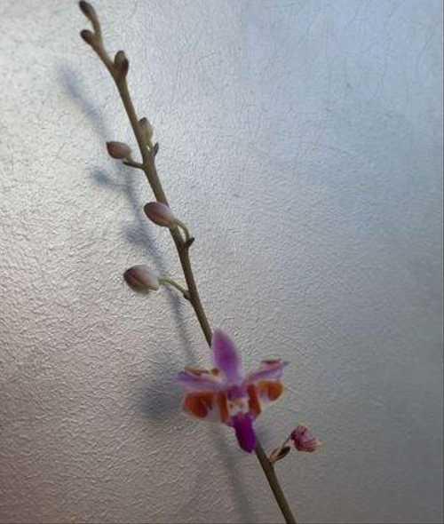 Орхидея Пульчерима бабочка