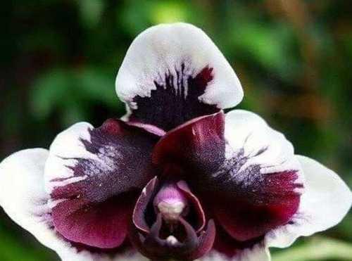 Phal. I-hsin plastic doll