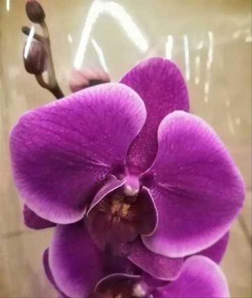 Орхидея фаленопсис гибрид 440