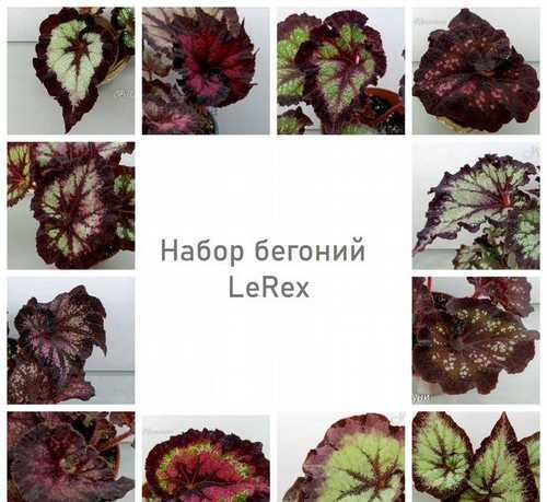 Набор листьев бегоний LeRex №2