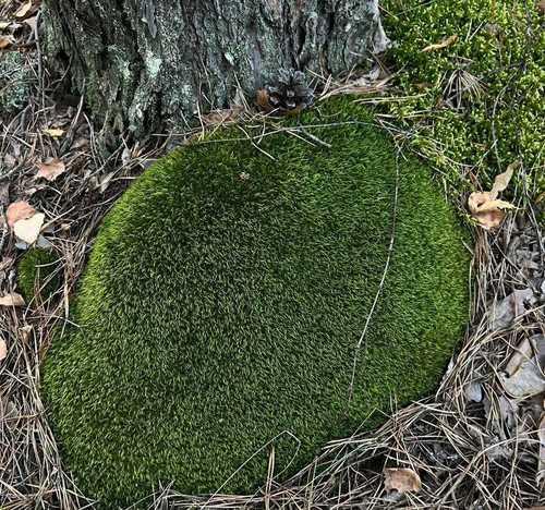 Мох для интерьера лесная гладкий ворс