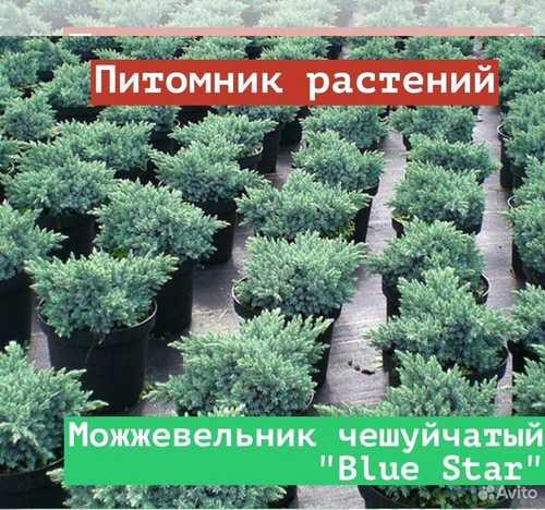 Саженцы Можжевельник чешуйчатый Blue Star