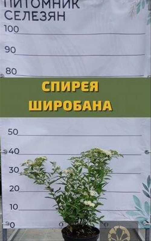 Саженцы спиреи
