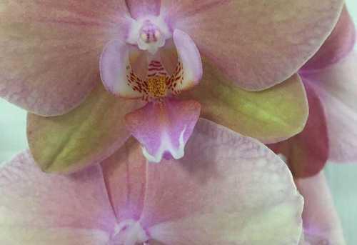 Орхидея фаленопсис Rosetta, Сапорита