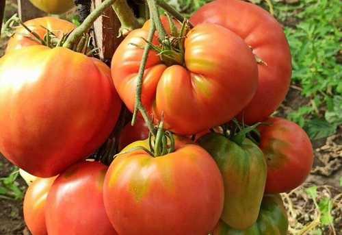 Минусинские семена томатов