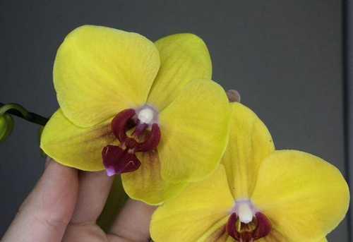 Орхидея фаленопсис Yellow Queen