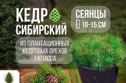 Сеянцы кедра от производителя