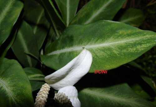 Спатифиллум Флорибунда (Spathiphyllum floribundum)