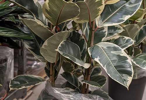 Фикус каучуконосный Тинеке - Ficus Tineke