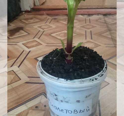 Продаю георгины цвет фиолетовый