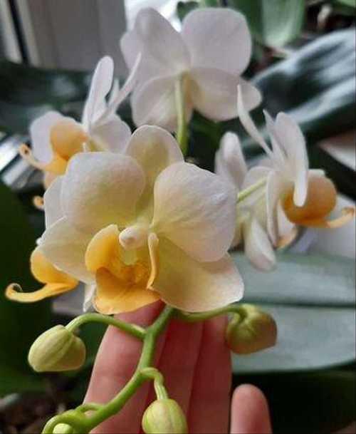 Орхидея фаленопсис Burgundy (Бургунди)