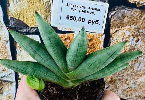 Sansevieria (сансевиерии) в ассортименте