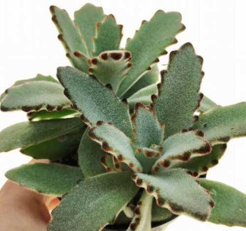 Kalanchoe Tomentosa,каланхоэ войлочное