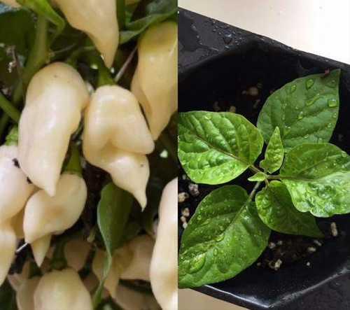 Перец острый Trinidad Scorpion Ivory R. Рассада