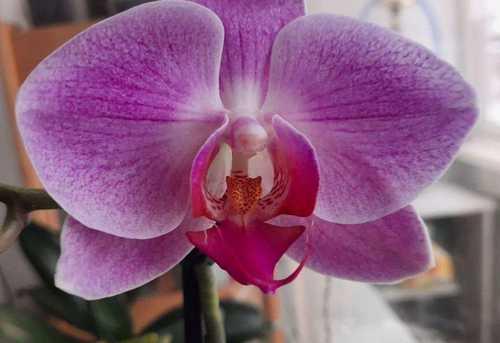 Орхидея фаленопсис (Крупноцвет)