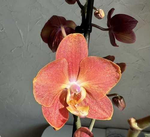 Орхидея фаленопсис горизонт