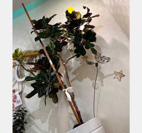 Кодиеум пестрый, 15 лет, с IKEA кашпо(80см)