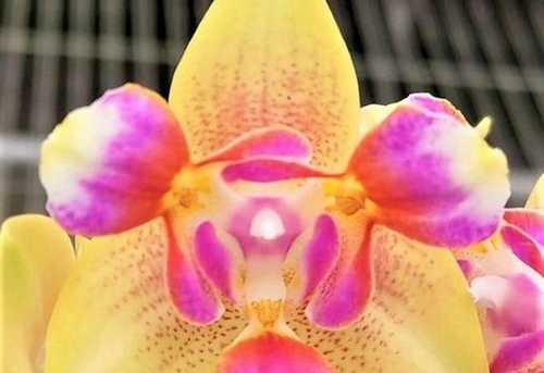 Орхидея Phal. PF 5068
