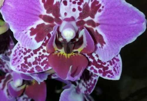 Орхидея бинти бабочка
