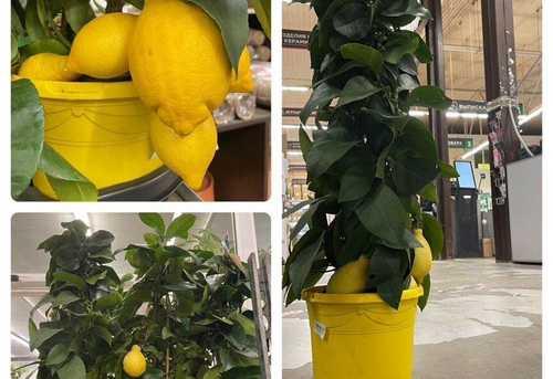 Лимон- Лимонное дерево