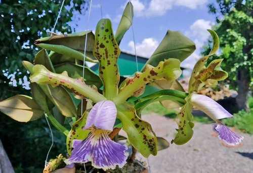Орхидея. Каттлея. Cattleya schilleriana coerulea