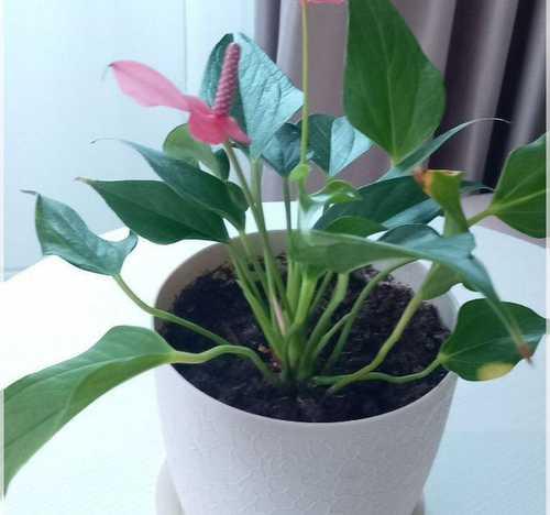 Продам антуриумы