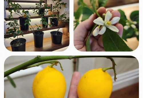 Домашний лимон Мейера / из нашей теплицы