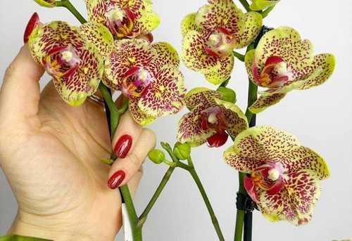 Орхидея фаленопсис бабочка Фенси