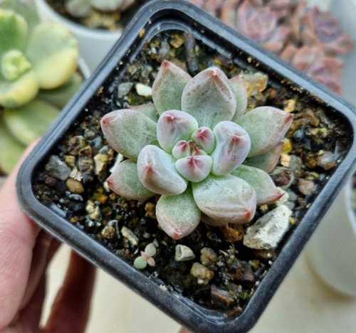 Суккуленты много сортов эхеверия echeveria