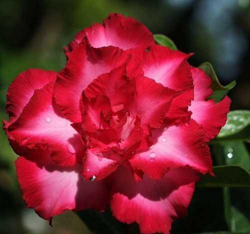 Adenium