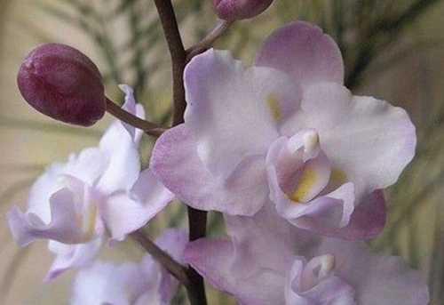 Орхидея фаленопсис Liu's Sakura 'KF'