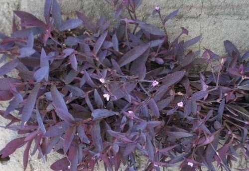 Сеткреазия пурпурная (традесканция фиолетовая)