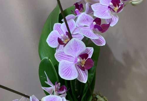 Орхидея Фаленопсис Oрeo
