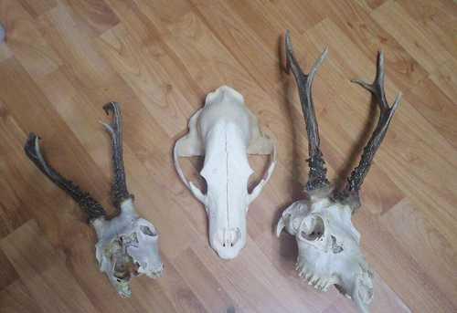 3 черепа, рога