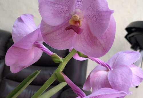 Орхидея Ванда цветущая