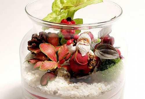 Флорариум новогодний Дед мороз