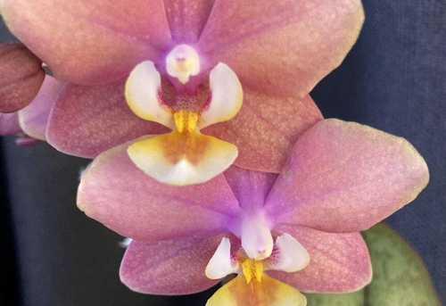 Орхидея Melion ароматная