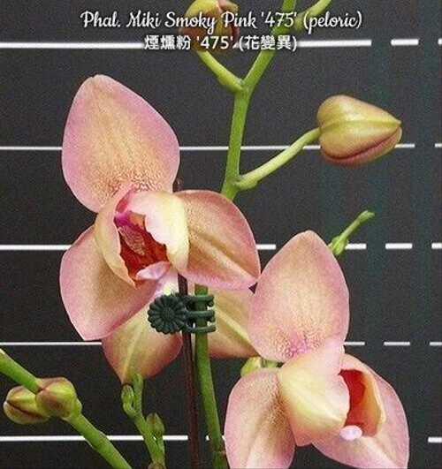 Орхидея фаленопсис Miki Smoky Pink '475' (peloric)