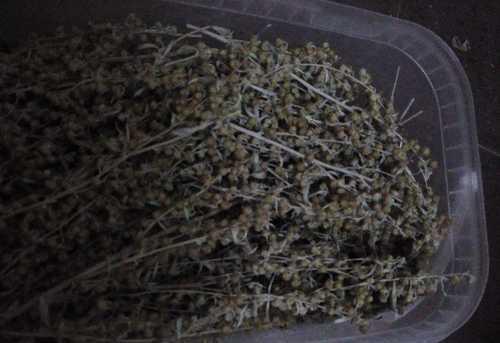 Полынь горькая
