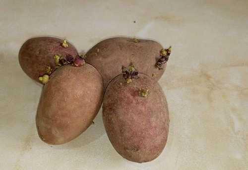 Семенной картофель Алуэт