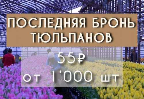 Тюльпаны оптом предзаказ к 8 марта