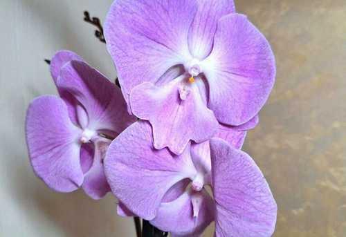 Орхидея фаленопсис биг лип 1 цв