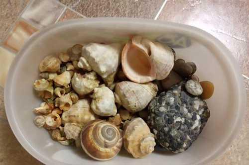 Морские ракушки и камушки