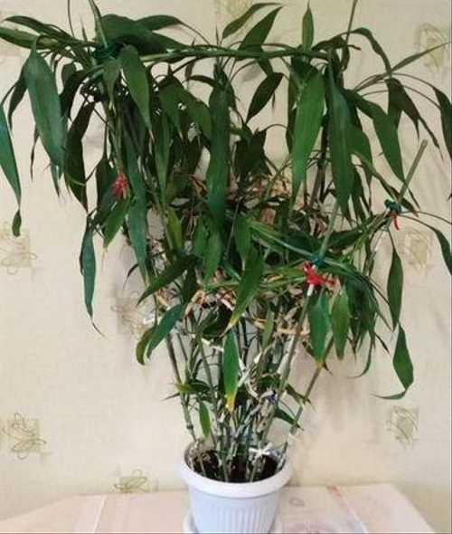 Комнатное растение бамбук