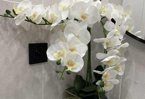 Декоративная орхидея