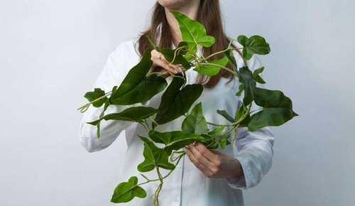 Растения искусственные лиана ампельные свисающие