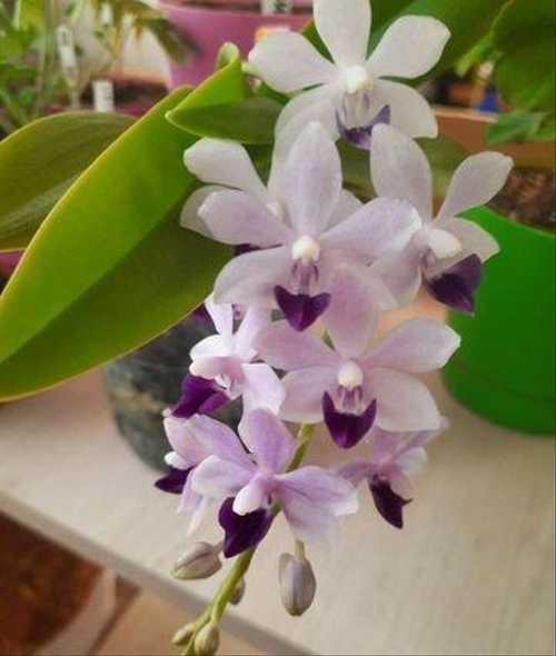 Орхидея фаленопсис сапфир